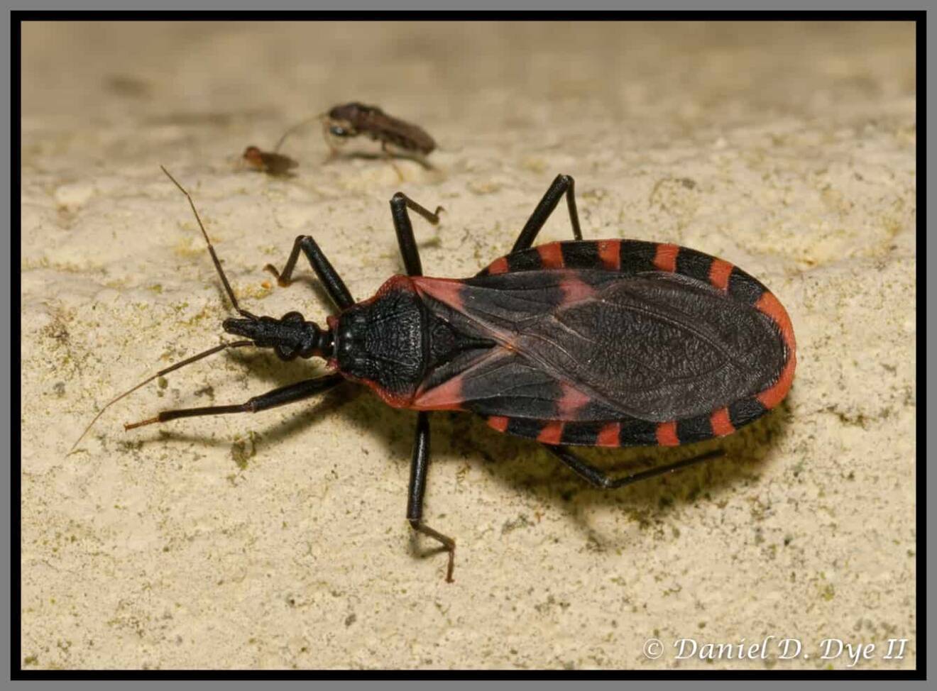 The Rise of Chagas: Why ‘Kissing Bug’ Disease May Be America’s Next ...